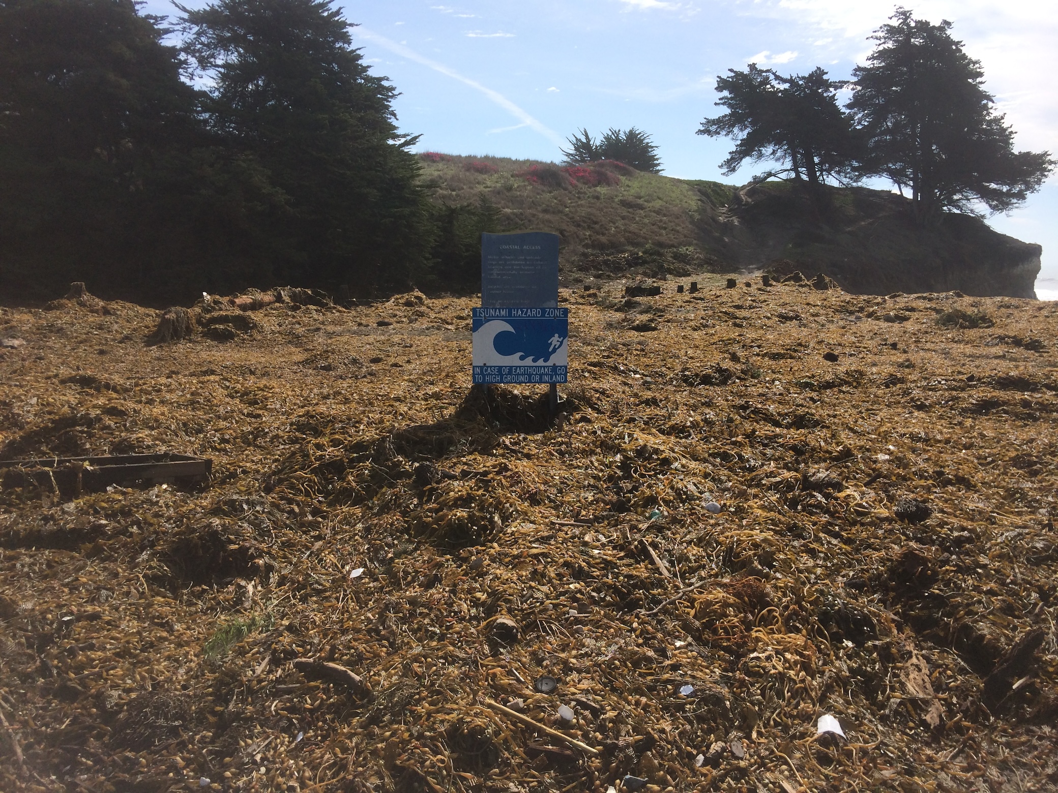 Restoration Area: Campus Lagoon | Cheadle Center for Biodiversity and ...